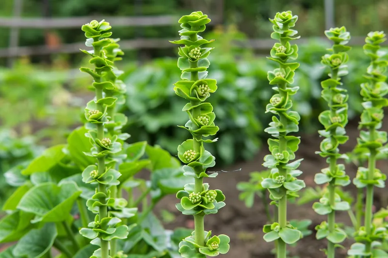 Hierba topera o tártago (Euphorbia lathyris) en el huerto, cómo ...